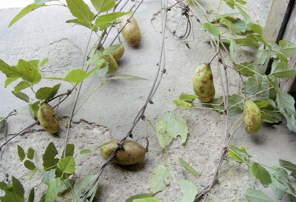 Therapeutika - Chuan Mu Tong