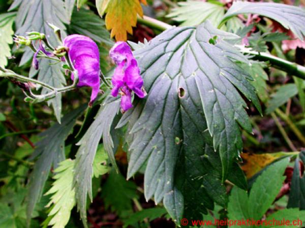 Therapeutika - Aconitum napellus