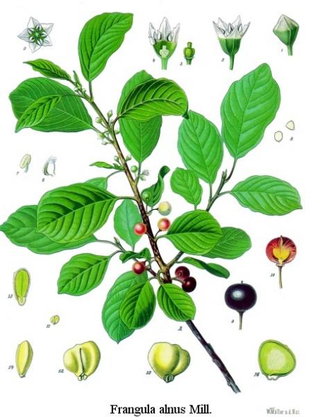 Therapeutika - Rhamnus frangula