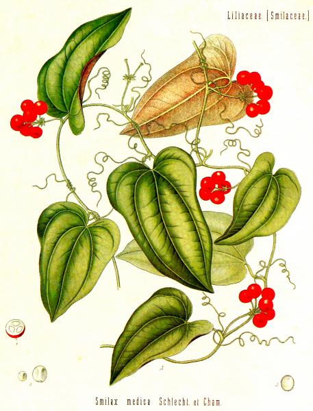 Therapeutika - Smilax regelii